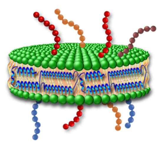 先后获吉利德和安进青睐，这一技术有望改变自身免疫性疾病治疗模式 今日，EVOQ Therapeutics 宣布与 安进 （Amgen）公司推进研发合作和许可协议，发现和开发治疗自身免疫... - 雪球