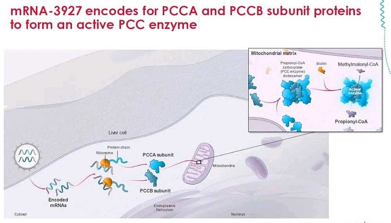 mRNA 蛋白替代疗法今年 Moderna 在研发日活动展示了一款编码丙酸血症患者中缺乏的丙酰辅酶A羧化酶（PCC）的m... - 雪球