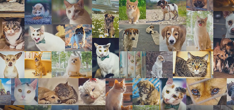 新瑞鹏宠物医疗，在美国递交招股书，拟纳斯达克IPO上市，摩根士丹利、瑞信、中金、瑞银联席承销 2023年1月23日，来自广东深圳的 新瑞鹏 ...