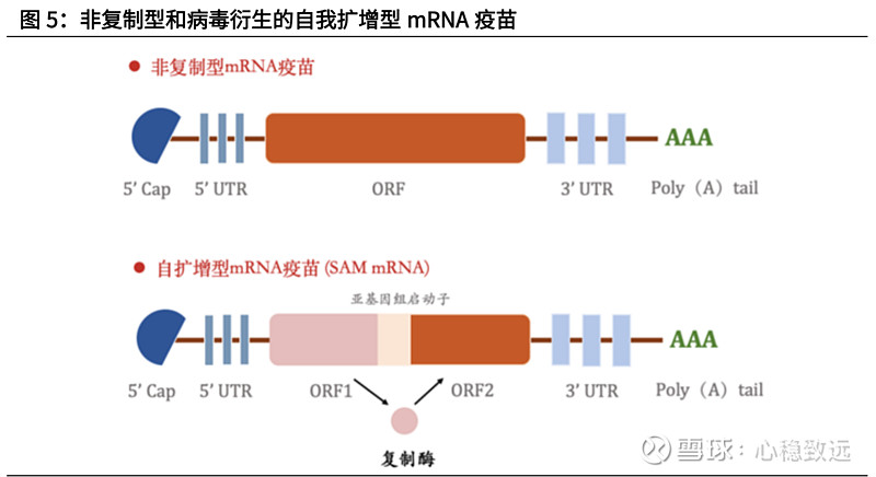 mRNA 疫苗分类】 1）目前， mRNA 疫苗主要以两种序列结构存在，传统的非复制型mRNA序列和自扩增型的mRN... - 雪球