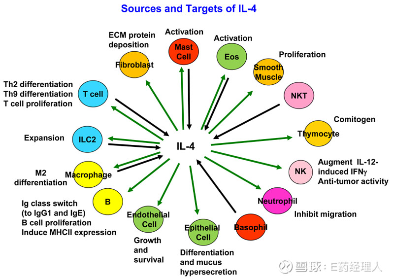 明星靶点IL-4Rα：过敏性疾病关键角色 01 靶点简介 在过敏性疾病的发病机理中，Th2扮演关键角色，在Th2细胞介导的2型免疫反应中，可见IL-4/13处于中... - 雪球