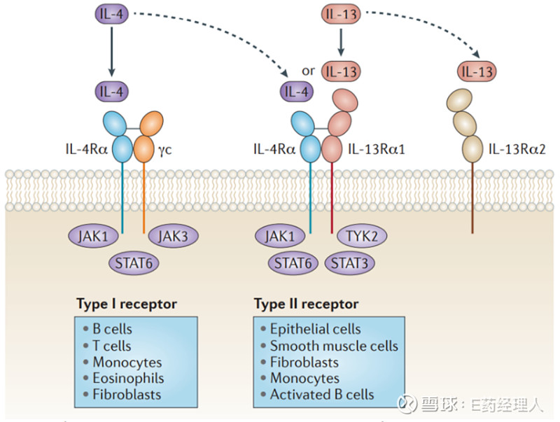 明星靶点IL-4Rα：过敏性疾病关键角色 01 靶点简介 在过敏性疾病的发病机理中，Th2扮演关键角色，在Th2细胞介导的2型免疫反应中，可见 ...