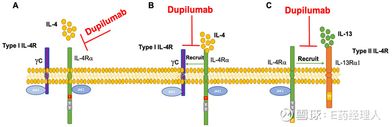 明星靶点IL-4Rα：过敏性疾病关键角色 01 靶点简介 在过敏性疾病的发病机理中，Th2扮演关键角色，在Th2细胞介导的2型免疫反应中，可见IL-4/13处于中... - 雪球