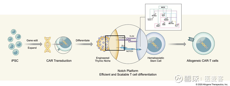 CD70 CAR：免疫排斥破局新思路，Allogene新一代UCAR-T临床前数据首次发布 2023年2月3日/医麦客新闻 eMedClub ...