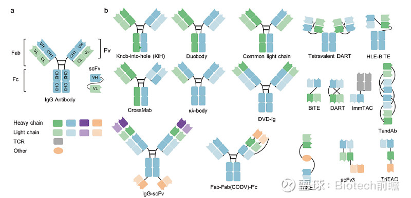 肿瘤精准治疗：新型治疗性抗体药物发展 1975年，Kohler and Milstein引入杂交瘤技术生产单克隆抗体后，单克隆抗体（mAb）的 ...
