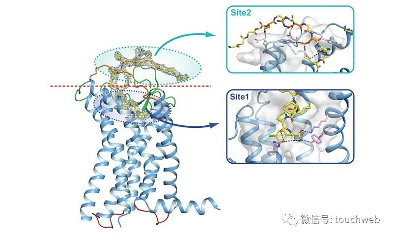 硕迪生物纳斯达克上市：市值9亿美元 红杉高瓴启明是股东 雷递网 雷建平 2月4日生物制药公司Structure Therapeutics ...