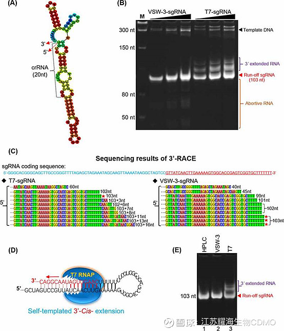 【耀文解读】mRNA IVT篇-VSW-3 RNA聚合酶在IVT中减少dsRNA副产物 #CRO# #CDMO# #mRNA疗法# 注：本文不构成任何投资意见和建议，以官方/公司公告为准；本文 ...