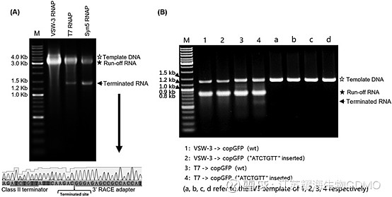 【耀文解读】mRNA IVT篇-VSW-3 RNA聚合酶在IVT中减少dsRNA副产物 #CRO# #CDMO# #mRNA疗法# 注：本文不构成任何投资意见和建议，以官方/公司公告为准；本文 ...