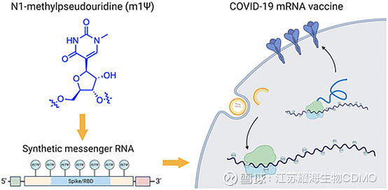 【星耀小课堂】mRNA IVT篇：核苷酸修饰——降低mRNA免疫原性 #CDMO# #mRNA疗法# #CRO# 注：本文不构成任何投资意见和建议，以官方/公司公告为准；本文仅作 医疗健康 ...
