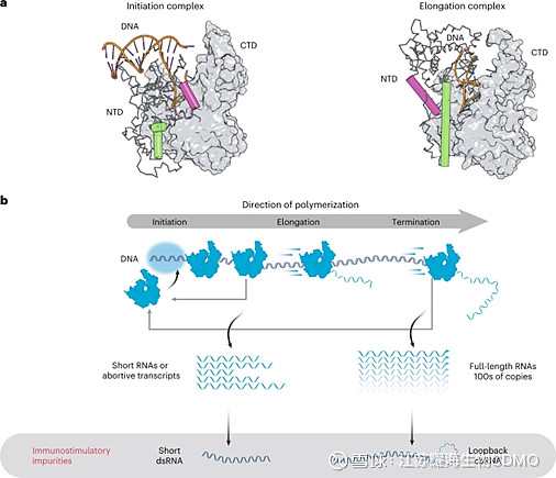 【耀文解读】mRNA IVT篇︱Modern团队首次发现T7 RNA聚合酶双突变体，减少免疫刺激副产物 #Moderna# #mRNA疗法 ...