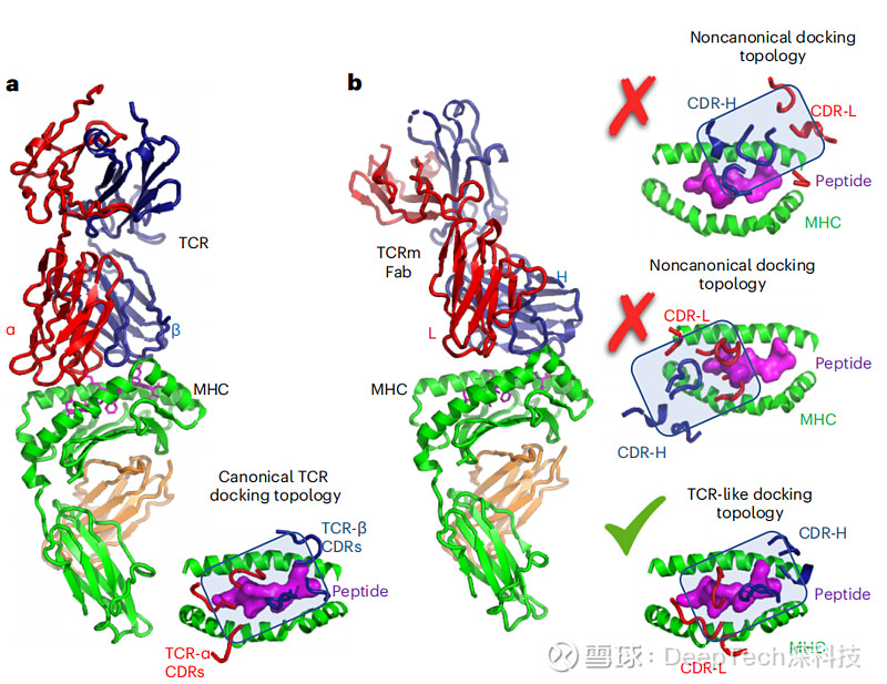 斯坦福中国校友结合TCR和抗体的优点，构建出类TCR的抗体 作为一种大分子，类 TCR 抗体（TCRm Ab，TCR mimic ...
