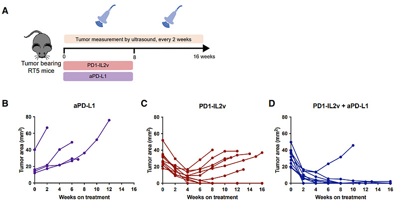 罗氏推进PD1-IL2v，重点针对PD-（L）1耐药 2022年9月28日Roche创新中心在Nature发表了其PD1-IL2双功能分子，最近又在Immunity发表了新文... - 雪球