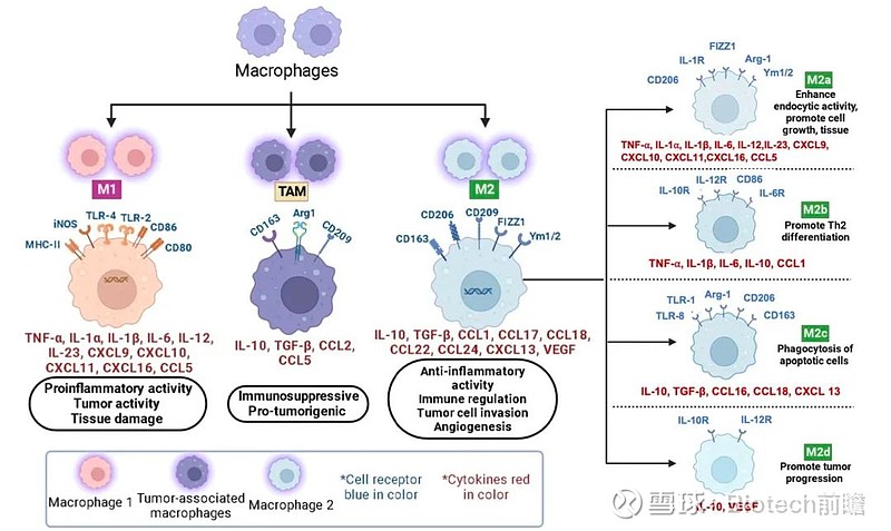 Mol Cancer丨罕见肿瘤的免疫治疗 ——期刊介绍——期刊名：Molecular cancer ， 缩写：MOL CANCER ...