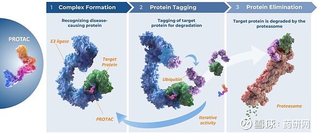 克服癌症耐药，PROTAC先驱的新技术：RIPTAC 熟悉PROTAC的人对Crews应该并不陌生，2008年，耶鲁大学蛋白降解先驱Craig M. Crews教授团队报道了... - 雪球
