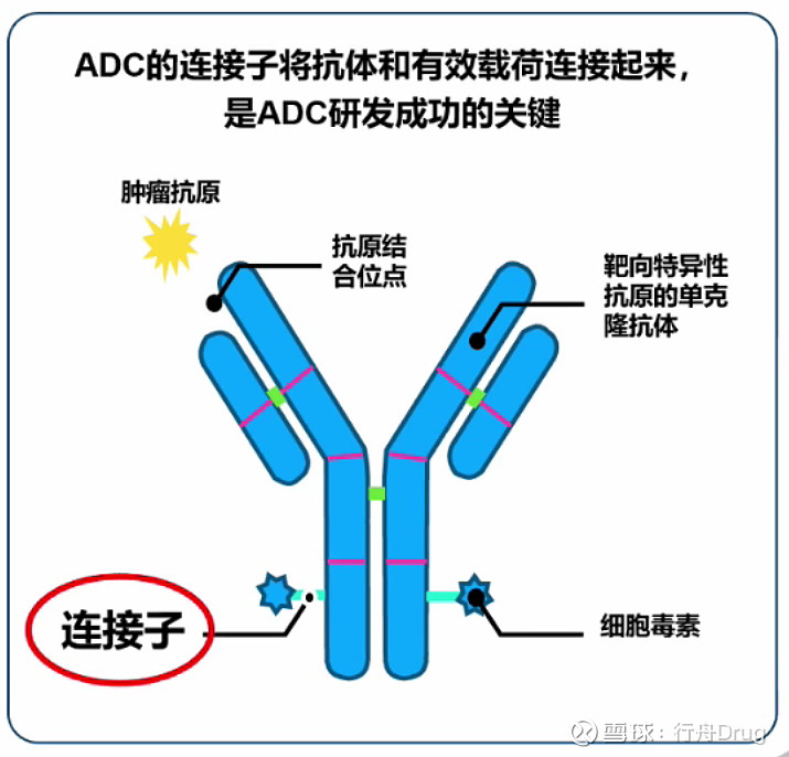 ADC药物的研发现状与开发挑战 点击上方的 行舟Drug 添加关注 肿瘤资讯整理了浙江省肿瘤医院宋正波教授ADC药物的研发现状与开发挑战，主要 ...