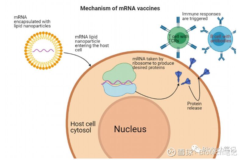 5天做出一款药/疫苗？AI赋能mRNA赛道的可能性 Jinyan Li等人发表的论文提供了传染病背景下 mRNA 疫苗潜力的全面概述 （网页 ...