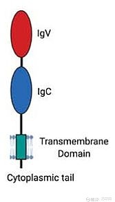 B7家族的泛癌种新星：B7-H4 近日， 和铂医药 以超6亿美元的价格与Cullinan Oncology达成HBM7008的授权及合作协议，一款B7H4... - 雪球