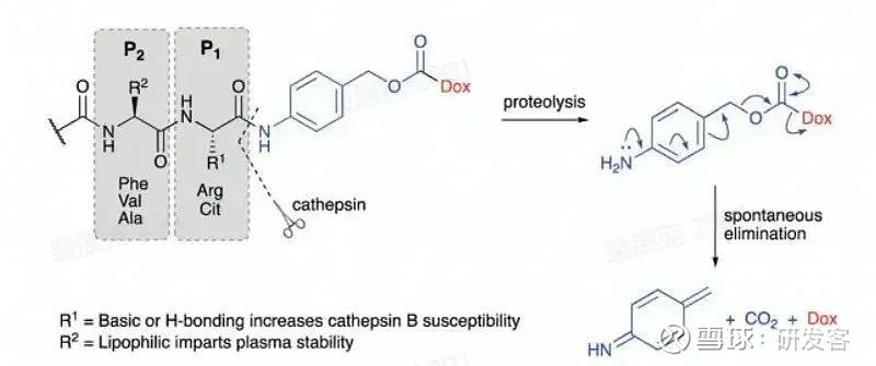 自动化合成如何赋能ADC药物研发？| 资讯 抗体偶联药物(Antibody–Drug Conjugates，ADC) 又被称为“魔术子弹“，近 ...