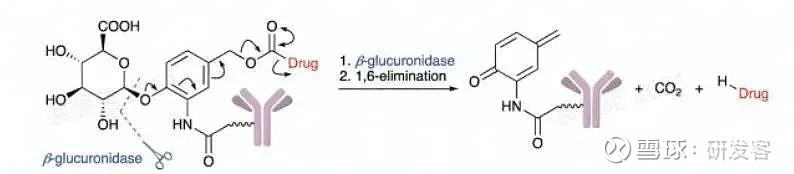 自动化合成如何赋能ADC药物研发？| 资讯 抗体偶联药物(Antibody–Drug Conjugates，ADC) 又被称为“魔术子弹“，近 ...