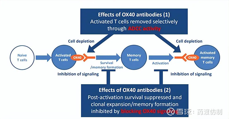 原创作者：微茫 OX40（又称CD134）是一类重要的T细胞共刺激分子，是肿瘤坏死因子受体（TNF）超家族中的一员，主要在活化的T细胞上 ...