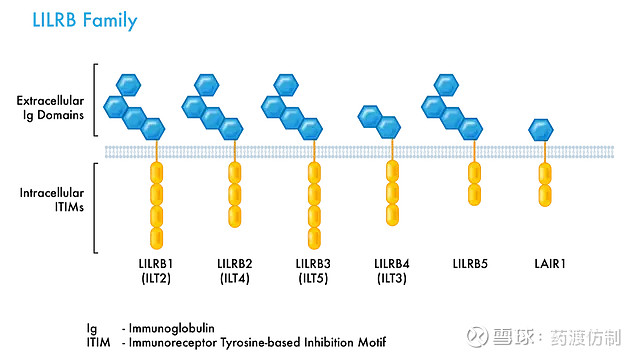 LILRB靶点研发：行而不辍，未来可期 近年来，白细胞免疫球蛋白样受体B（LILRB）因在肿瘤微环境中起到免疫抑制作用，逐渐受到越来越多的关注 ...