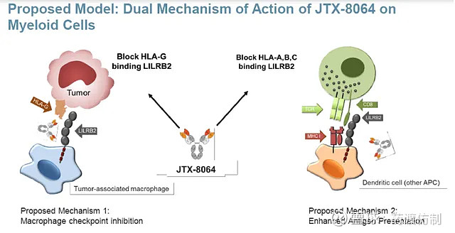 LILRB靶点研发：行而不辍，未来可期 近年来，白细胞免疫球蛋白样受体B（LILRB）因在肿瘤微环境中起到免疫抑制作用，逐渐受到越来越多的关注 ...