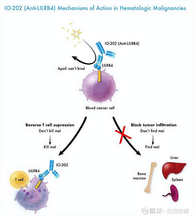 LILRB靶点研发：行而不辍，未来可期 近年来，白细胞免疫球蛋白样受体B（LILRB）因在肿瘤微环境中起到免疫抑制作用，逐渐受到越来越多的关注 ...