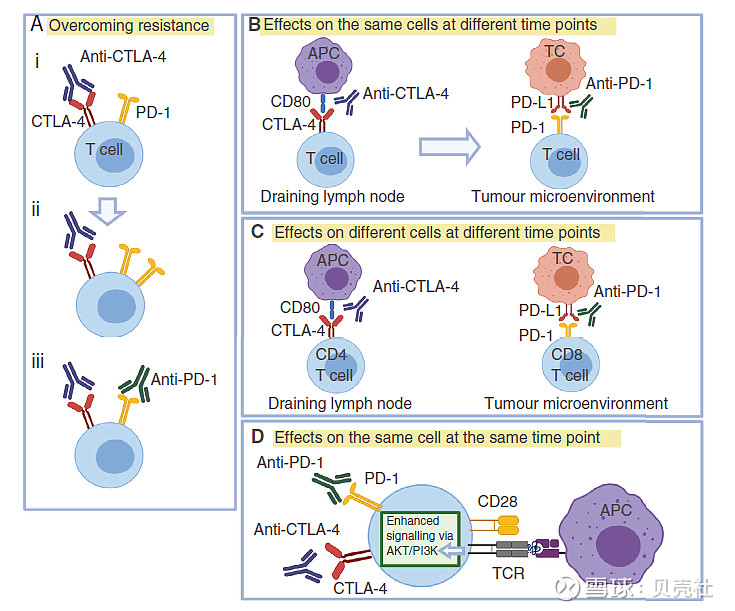 CTLA-4抑制剂升级：从伊匹木单抗到靶向TME的双抗 Biotech 前瞻 / 北北 \ | / 抗CTLA-4单抗ipilimumab（伊匹木单抗）是全球首个获批的免疫检查... - 雪球