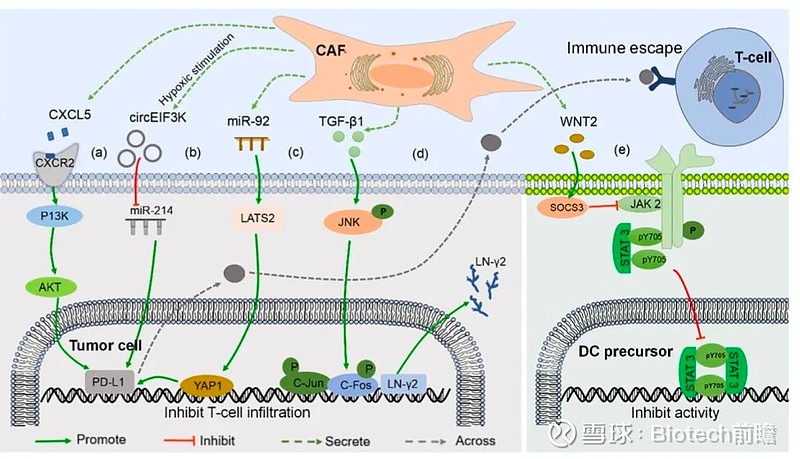 肿瘤相关成纤维细胞（CAFs）在实体瘤PD-1/PD-L1单抗免疫治疗中的作用 ——摘 要——近年来，肿瘤免疫治疗取得了突破。然而，肿瘤免疫 ...