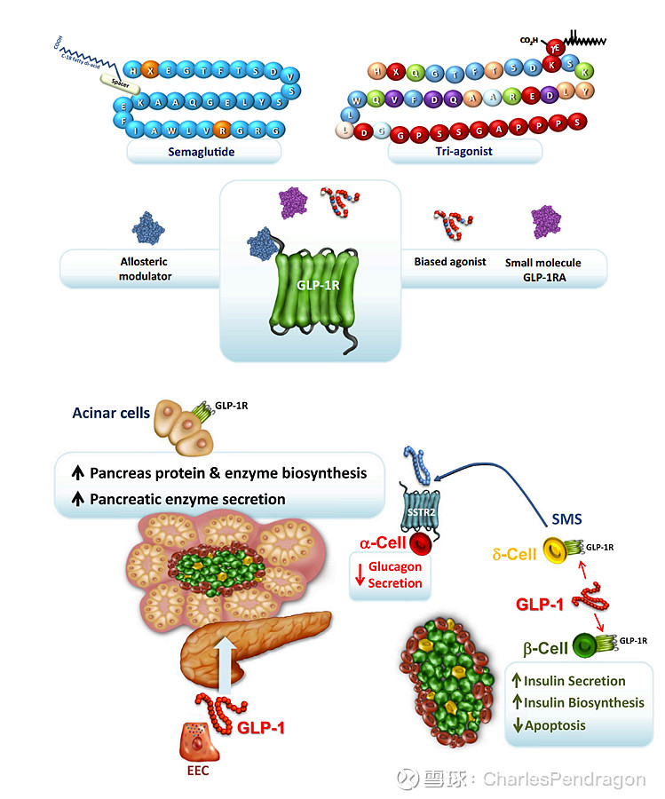 GLP-1 RA（GLP-1受体激动剂）针对糖尿病和肥胖的小分子创新药物 1. GLP-1 RA 简介及降糖药市场情况1.1 针对 T2D 的小分子药物 GLP-1 RA胰高血糖素样肽-1 ...
