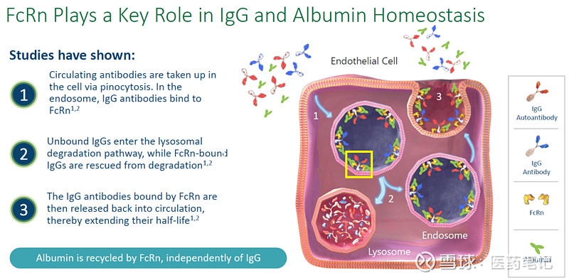 和铂医药：FcRn抗体三期临床成功 Armstrong 2023年3月6日， 和铂医药 宣布FcRn抗体巴托利单抗治疗全身型重症肌无力（gMG ...