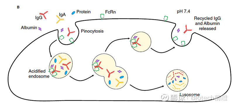 FcRn抗体丨 和铂医药三期临床成功，强生纳入突破性疗法 在肿瘤免疫治疗赛道竞争日趋白热化的当下，依托单克隆抗体技术的进步，布局自身免疫性疾病，是否为投入产出比更优的选择呢？ —... - 雪球