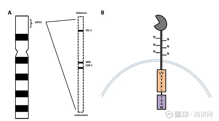 CLL1：急性髓性白血病靶点研究进展 急性髓性白血病（AML）是成人患者中最常见和最致命的血液恶性肿瘤，大多数患者的预后很差。尽管现阶段免疫 ...