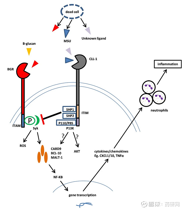 CLL1：急性髓性白血病靶点研究进展 急性髓性白血病（AML）是成人患者中最常见和最致命的血液恶性肿瘤，大多数患者的预后很差。尽管现阶段免疫疗法在血液瘤和实体... - 雪球