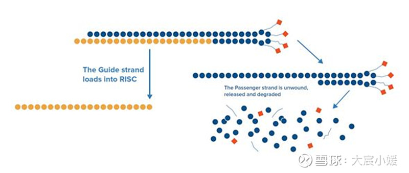 $圣诺医药-B(02257)$ 【小核酸深度研究系列】GalNAc之后，小核酸近期还有哪些递送平台可能迎来商业化拐点？R... - 雪球
