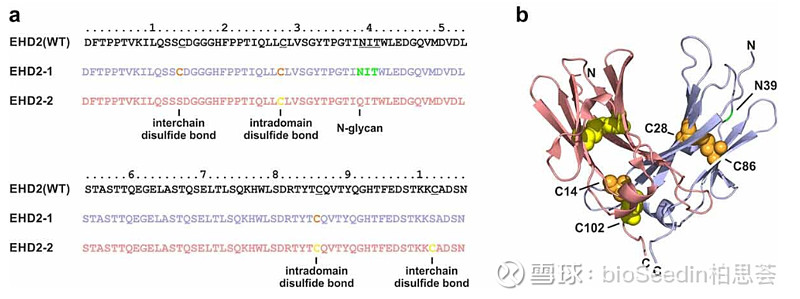 攻克轻链错配问题！基于新型bsAb平台开发CD3双抗 对于双抗来说，研发过程中抗体链错配问题往往会导致双特异性抗体（bsAb）产业化效率低 ...