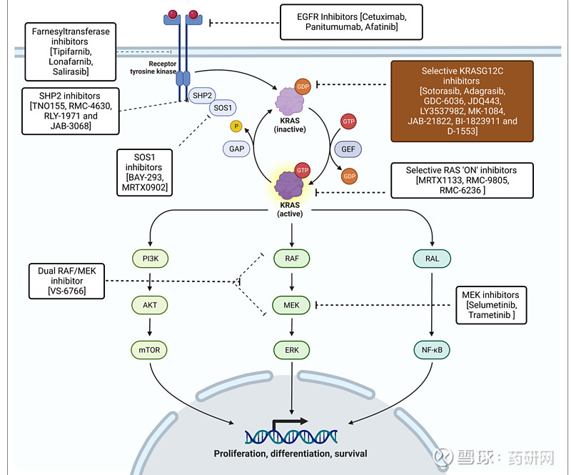聚焦激酶：EGFR、KRAS 2001年，首个小分子酪氨酸激酶抑制剂（TKI）伊马替尼获批，代表了小分子激酶抑制剂正式打开了癌症靶向治疗的大门，该药也... - 雪球