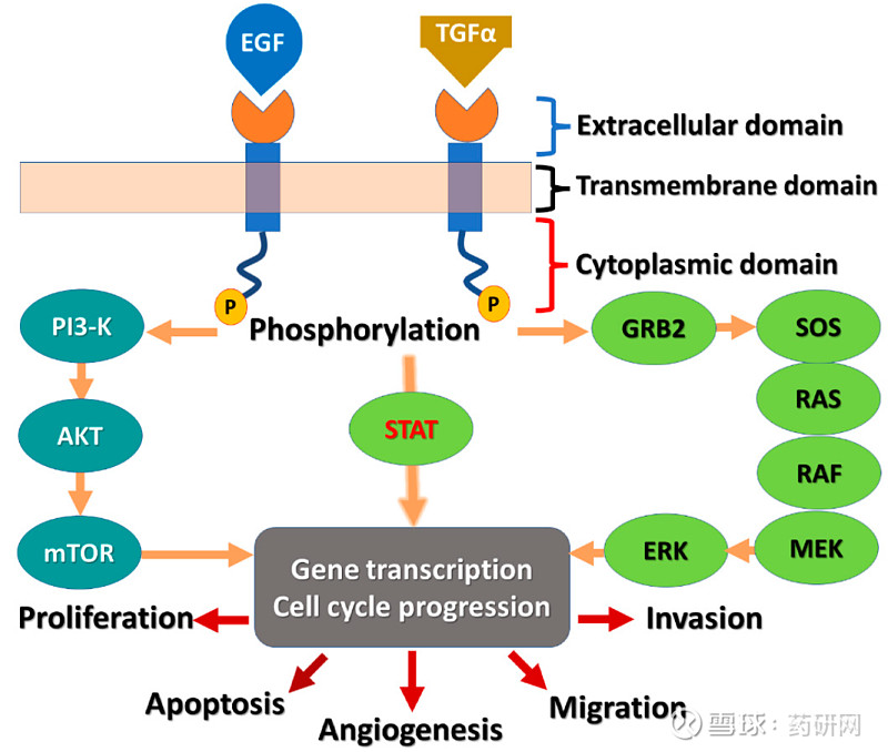 聚焦激酶：EGFR、KRAS 2001年，首个小分子酪氨酸激酶抑制剂（TKI）伊马替尼获批，代表了小分子激酶抑制剂正式打开了癌症靶向治疗的大门，该药也... - 雪球