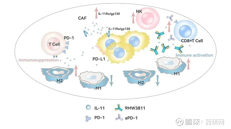 迈威生物IL-11单抗在华申报临床 3月16日， 迈威生物 递交9MW3811注射液的临床试验获得CDE受理，适应症为晚期恶性肿瘤和特发性肺 ...