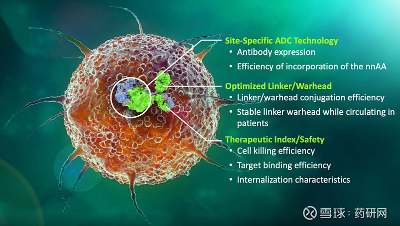 国外主要ADC技术梳理（下） 上周我们主要介绍了第一三共、Synaffix和Mersana等ADC技术平台今天继续一下几家ADC技术 ...
