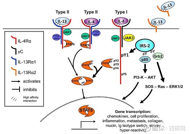 靶点黑马IL-4，有望进军慢阻肺 2023年3月23日，赛诺菲宣布IL-4R抗体Dupixent治疗慢阻肺（COPD）的三期临床达主要终点和所有关键次要终... - 雪球