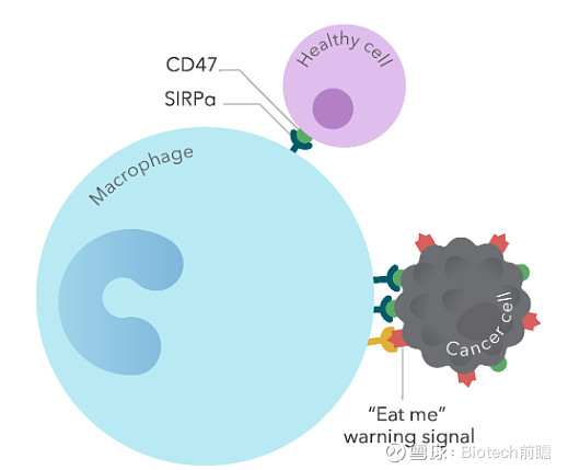 辉瑞CD47-SIRPα融合蛋白获批临床，“别吃我”靶点能否逆袭 本号持续追踪后PD-1时代的潜力靶点研究进度，既往追踪过的Claudin18 ...