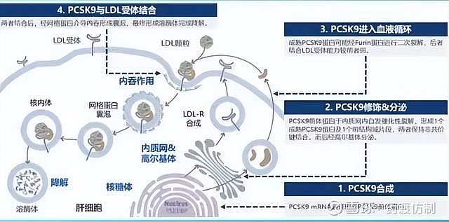 国产PCSK9抑制剂 ，即将迎来商业爆发？ 近日， 默沙东 宣布旗下在研产品PCSK9抑制剂MK-0616在2期临床研究中可显著降低高胆固醇血症的LDL-C（低密度... - 雪球