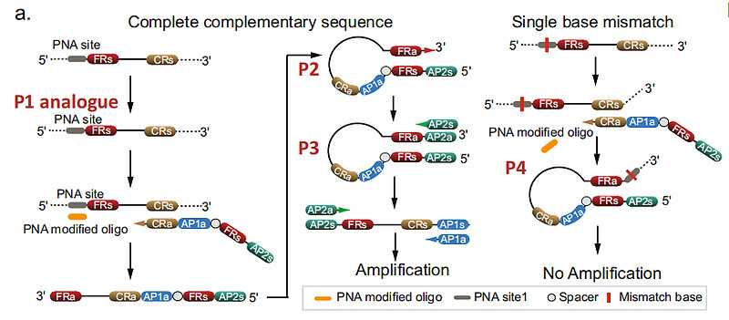 Nature子刊！PCR新策略--检测位点特异性突变和甲基化修饰的方法 在表观遗传学、诊断学和治疗学中，检测特定位点的核酸序列变化仍然是一个关键挑战。随着这些序列被证实为多种疾病的临床生物标志 ...