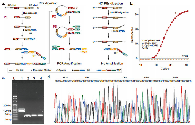 Nature子刊！PCR新策略--检测位点特异性突变和甲基化修饰的方法 在表观遗传学、诊断学和治疗学中，检测特定位点的核酸序列变化仍然是一个 ...