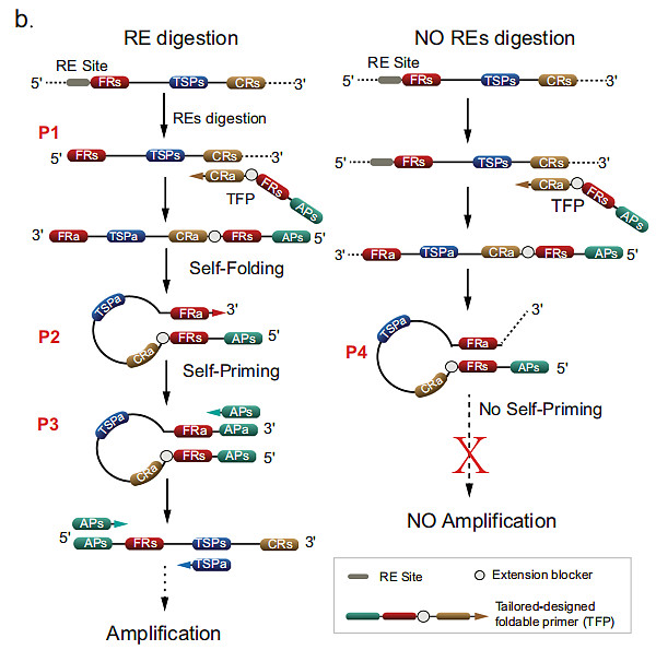 Nature子刊！PCR新策略--检测位点特异性突变和甲基化修饰的方法 在表观遗传学、诊断学和治疗学中，检测特定位点的核酸序列变化仍然是一个 ...
