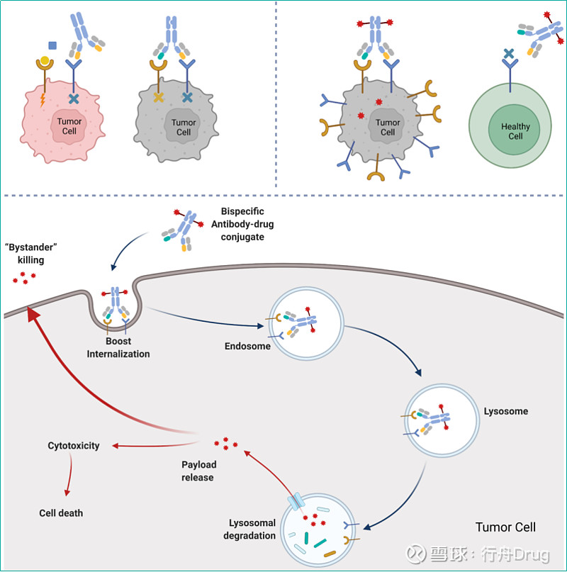 ADC药物发展及挑战 点击上方的 行舟Drug 添加关注 抗体药物偶联物(antibody-drug conjugates，ADC)是一类 ...