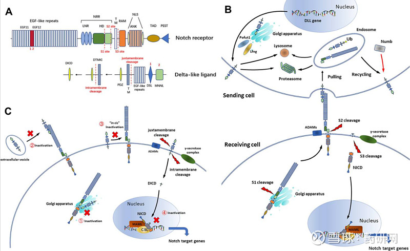 DLL3：多赛道进击小细胞肺癌 DLL3概述Delta样配体3 (Delta-Like Ligand 3, DLL3)是Notch配体家族的一员，是一种... - 雪球