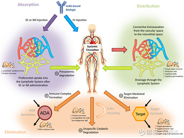 ADC药物在体内的历程 医药学术 / 静待花开 1 ADC作用机制 ADC传统的作用机制是通常需要内化作用机制发挥作用（图1）。静脉注射后 ...