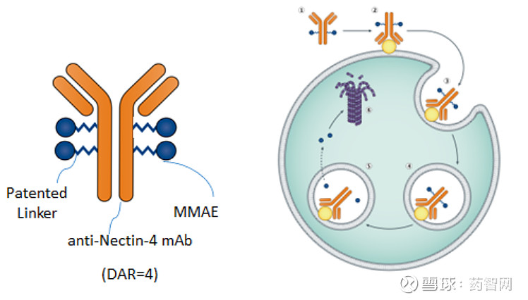 首款！Nectin-4 ADC联合K药，能否成功进军一线UC适应症？ 来源：药智网公众号4月3日，FDA加速批准Keytruda联合Padcev（Nectin-4 ADC）一线治疗不适合接受 ...